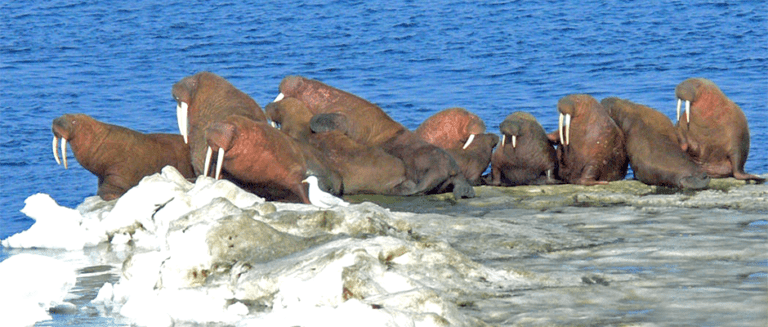 Climate report details impacts, risks and adaption - The Wildlife Society