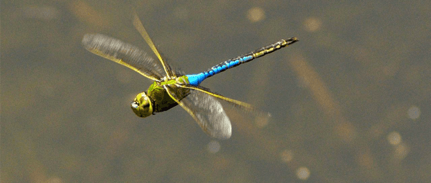 A dragonfly migration three generations long - The Wildlife Society