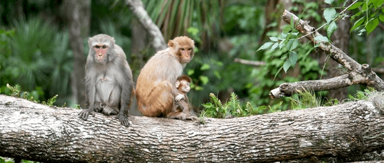 JWM: Unmanaged, nonnative macaques boom in Florida park - The Wildlife ...