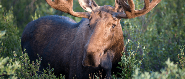 JWM: New moose count doubles eastern Washington estimates - The ...