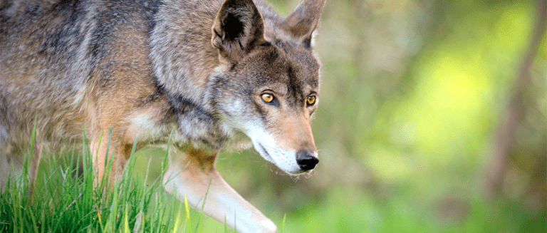 Hybrids — and maybe a full red wolf — found in former range - The ...
