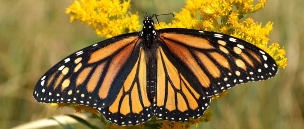 Western states adopt plan for monarch conservation - The Wildlife Society