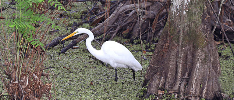USFWS opens 38 refuges despite government shutdown - The Wildlife Society