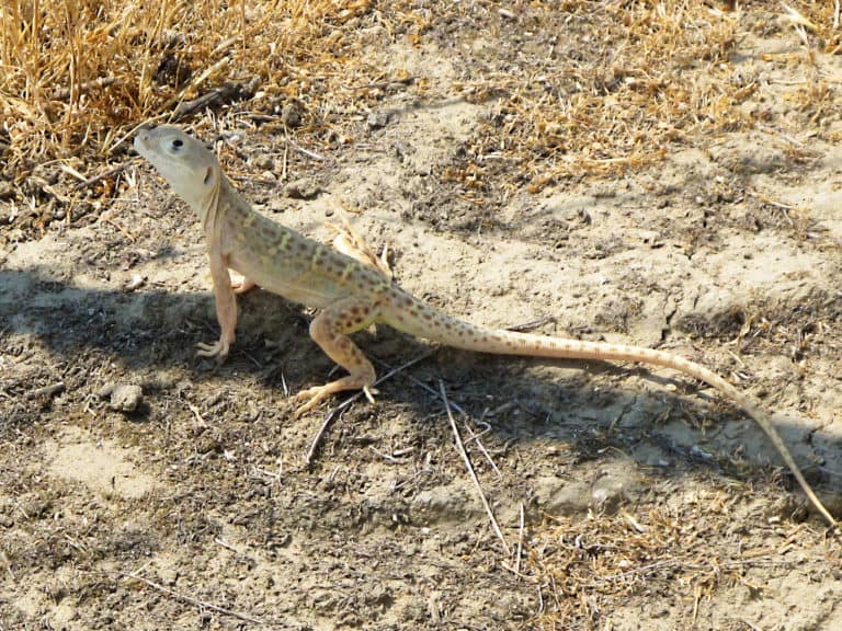 Site Visit Insights: Spotting elusive leopard lizards - The Wildlife ...