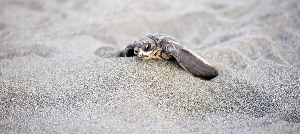 Simple techniques could shift sea turtle sex ratios - The Wildlife Society