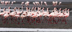 Flamingo adaptions allow for survival skills - The Wildlife Society