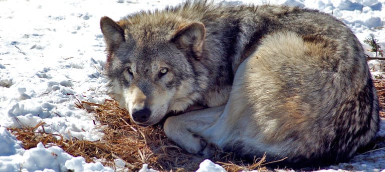 Isle Royale wolf returns to the mainland - The Wildlife Society