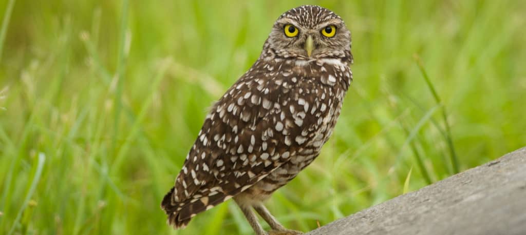 Missing owl returns after seven months - The Wildlife Society