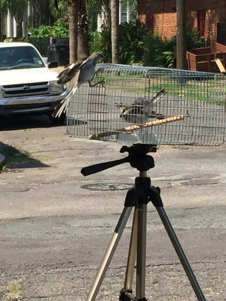 Lead linked to aggression in mockingbirds - The Wildlife Society