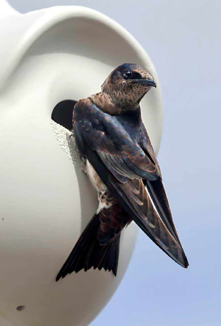 WSB: Do purple martins face a housing crisis? - The Wildlife Society