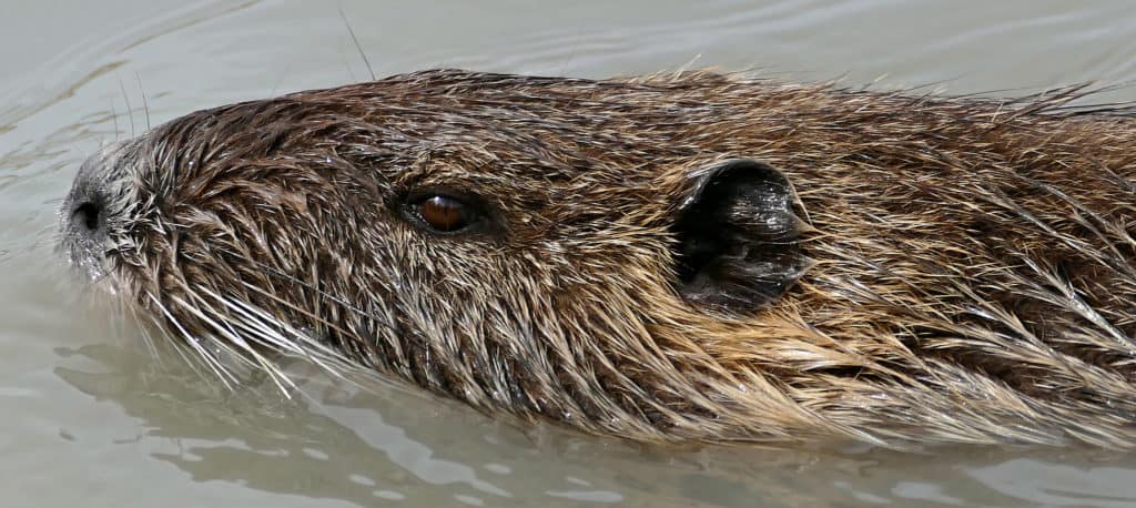 APHIS Launches Webpage for Pests and Diseases - The Wildlife Society