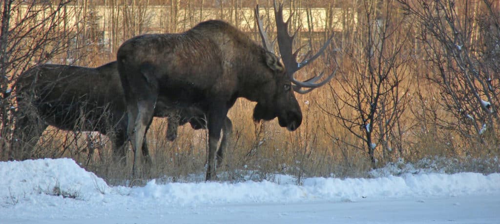 Alaska man allowed to use hovercraft in moose hunt - The Wildlife Society