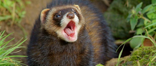 British predators have rebounded - The Wildlife Society