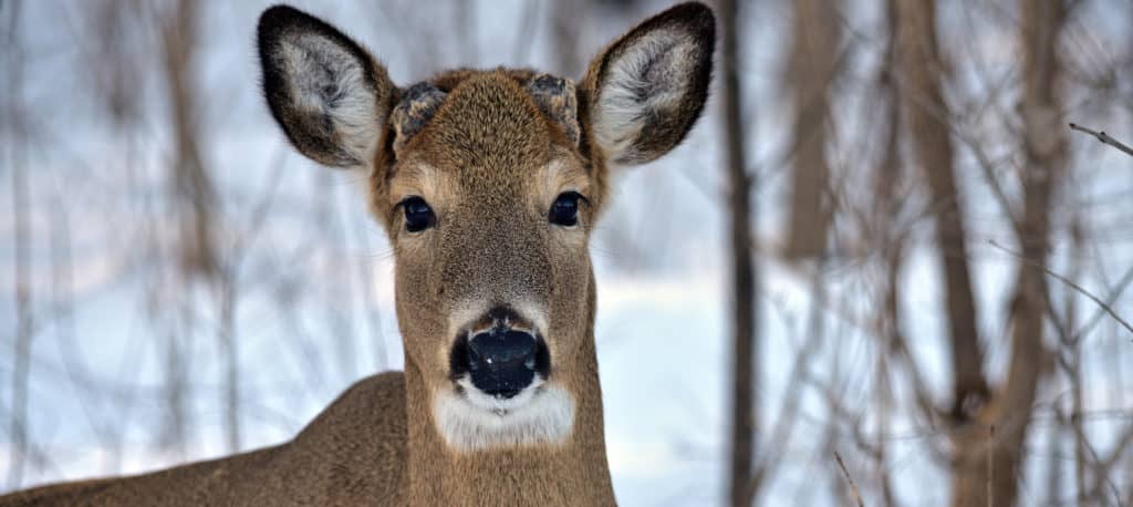 Biologists dispute buzz over controversial CWD theory - The Wildlife ...