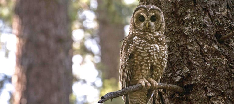 Student Research: Counting the same bird more than once? - The Wildlife ...