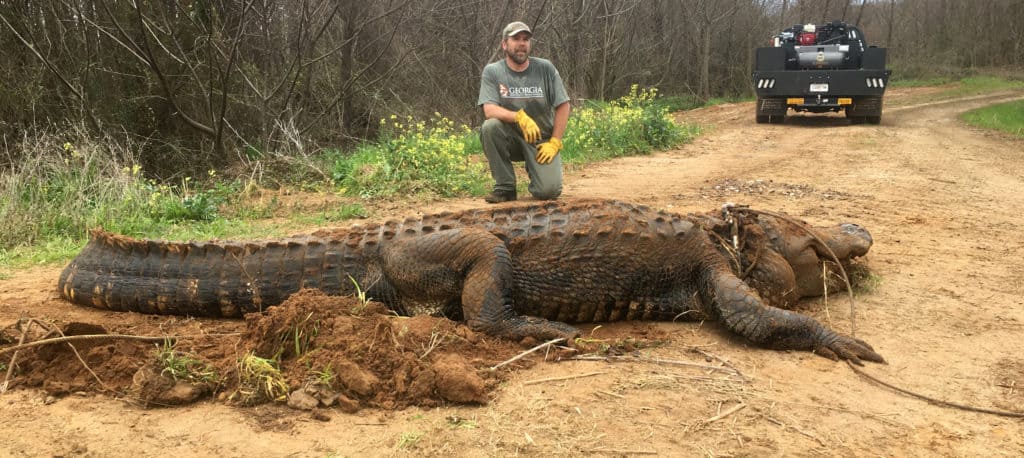 TWS member makes splash with gargantuan gator encounter - The Wildlife ...