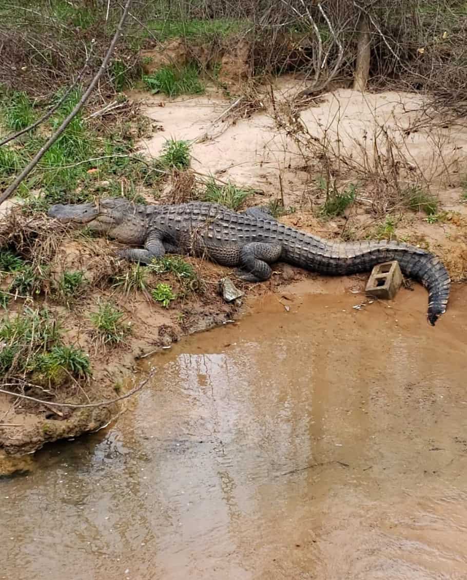 TWS member makes splash with gargantuan gator encounter - The Wildlife ...