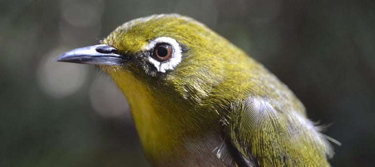 Invasive birds fill critical seed dispersing role in Hawaii - The ...