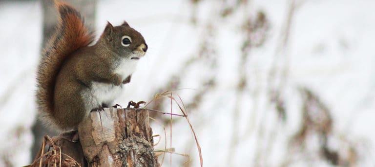 ‘Squirrel Camp’ delves into Yukon squirrels’ behavior - The Wildlife ...