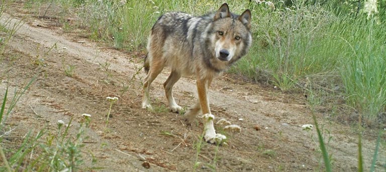 Washington state wolf populations grow 3 percent in 2018 - The Wildlife ...