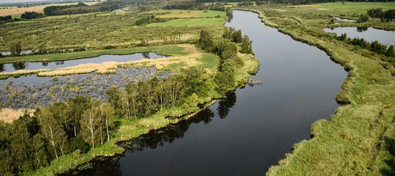 What makes a ‘rewilding’ effort successful - The Wildlife Society