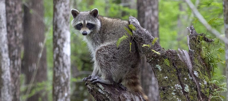 Coyotes are eating raccoons’ rabies vaccination bait - The Wildlife Society