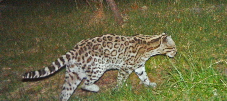 Is time running out for the ocelot? - The Wildlife Society