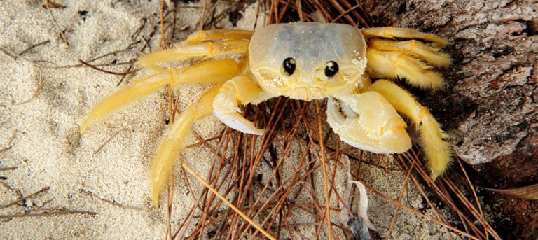 Red-shouldered hawks may have a taste for crabs - The Wildlife Society