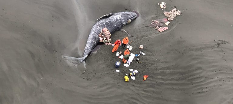 Gray whale strandings increase along West Coast - The Wildlife Society