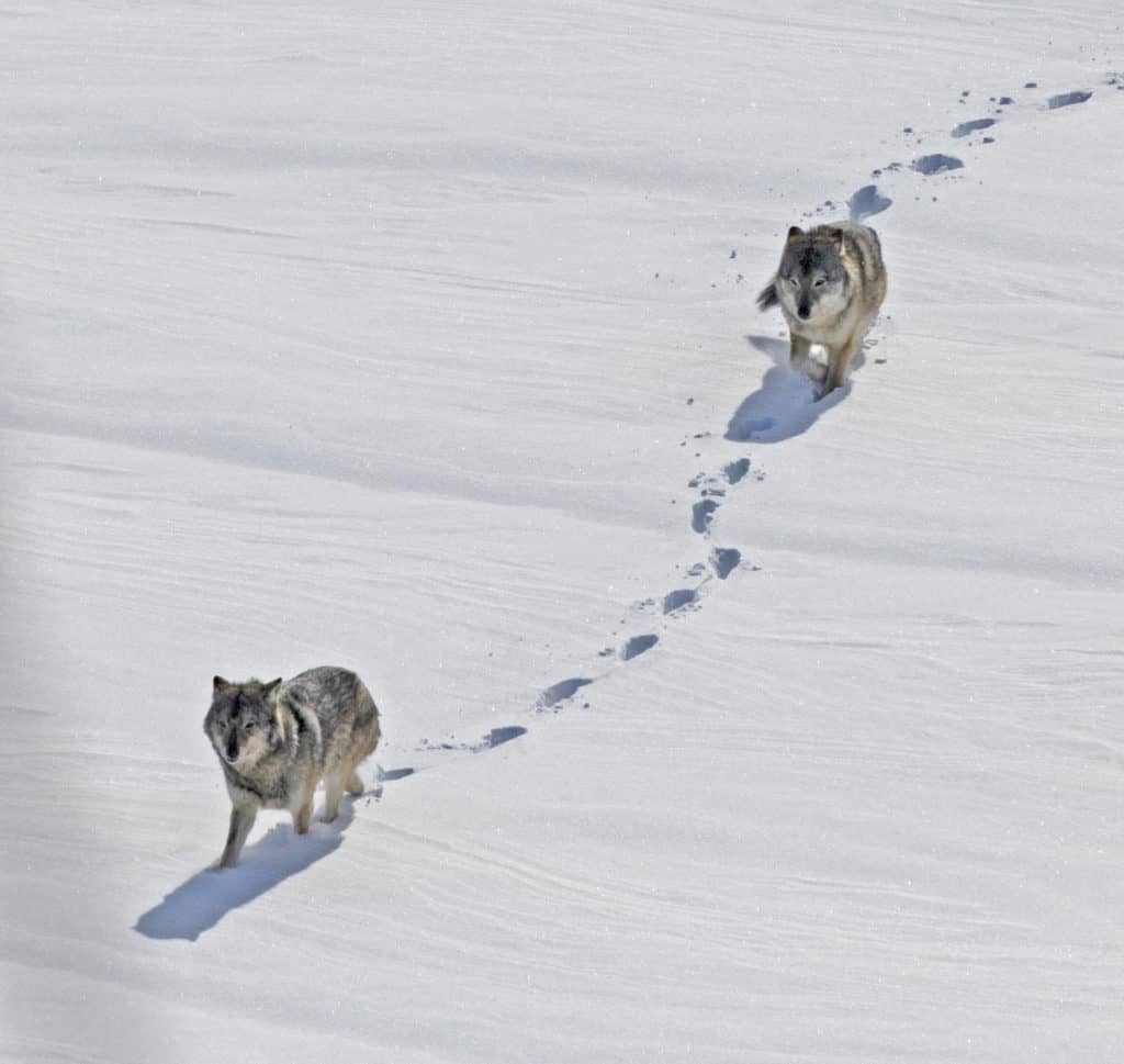 Isle Royale’s moose numbers grow, despite introduced wolves - The ...