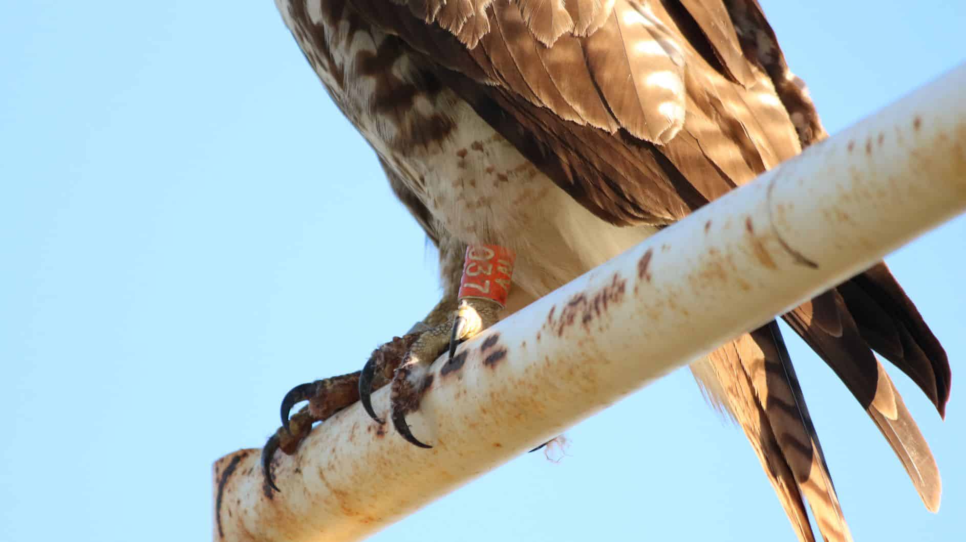 Translocated Nevada hawk moves on to Mexico - The Wildlife Society