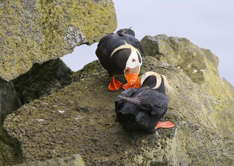 Starvation prompted mass puffin die-off - The Wildlife Society