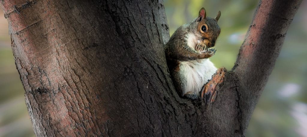 Census project counts the squirrels in Central Park - The Wildlife Society