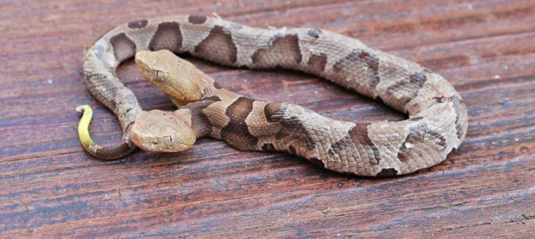 Watch: Two-headed copperhead gains viral celebrity status - The ...
