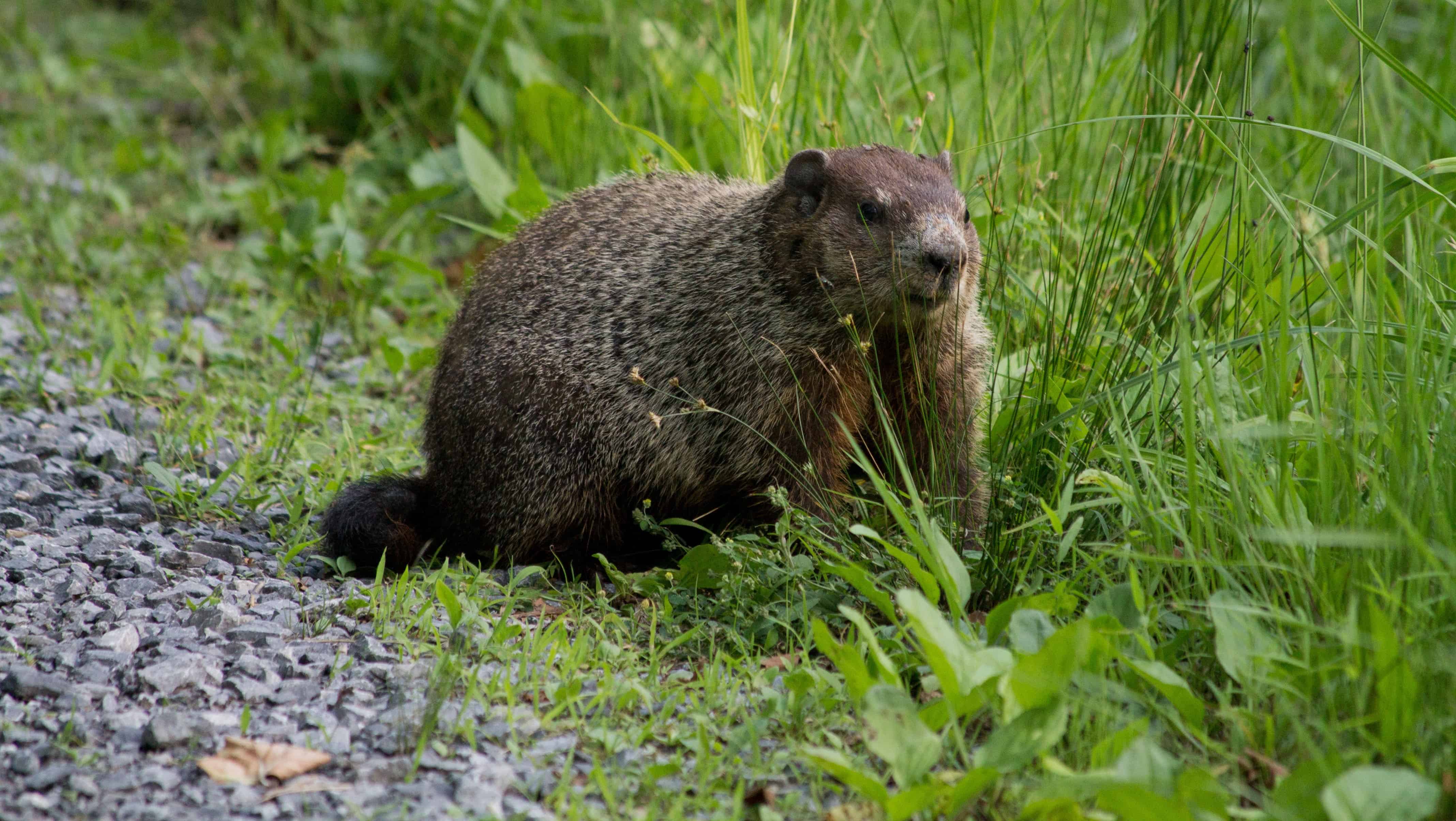 Pennsylvania Chapter - The Wildlife Society