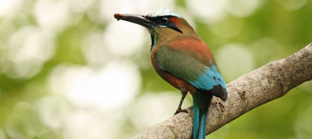 Tapping into private landowners for bird diversity - The Wildlife Society