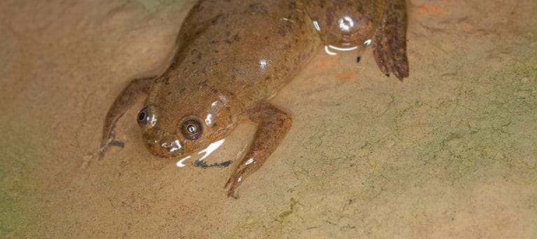 Cooler temperatures make for better frog swimmers - The Wildlife Society