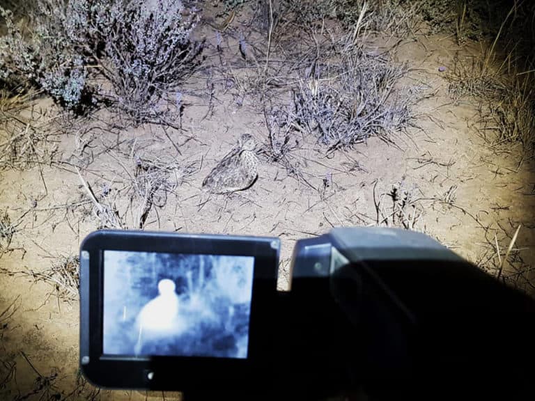 Wild Cam: Thermal cameras spot roosting birds in the dark - The ...