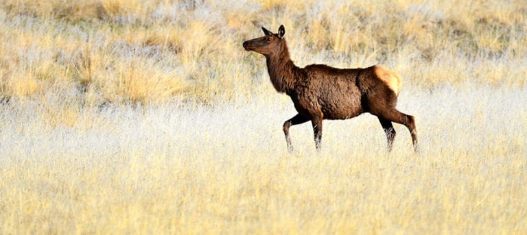 JWM: Wolves reduce elk survival — but they’re not alone - The Wildlife ...