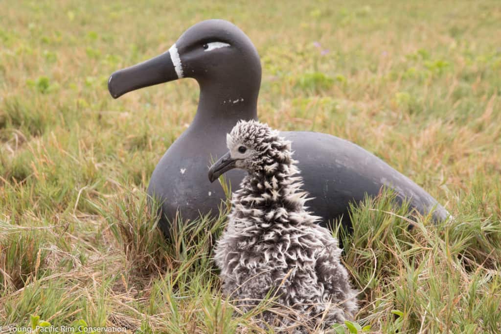 Watch: Biologists help albatross escape missile range - The Wildlife ...