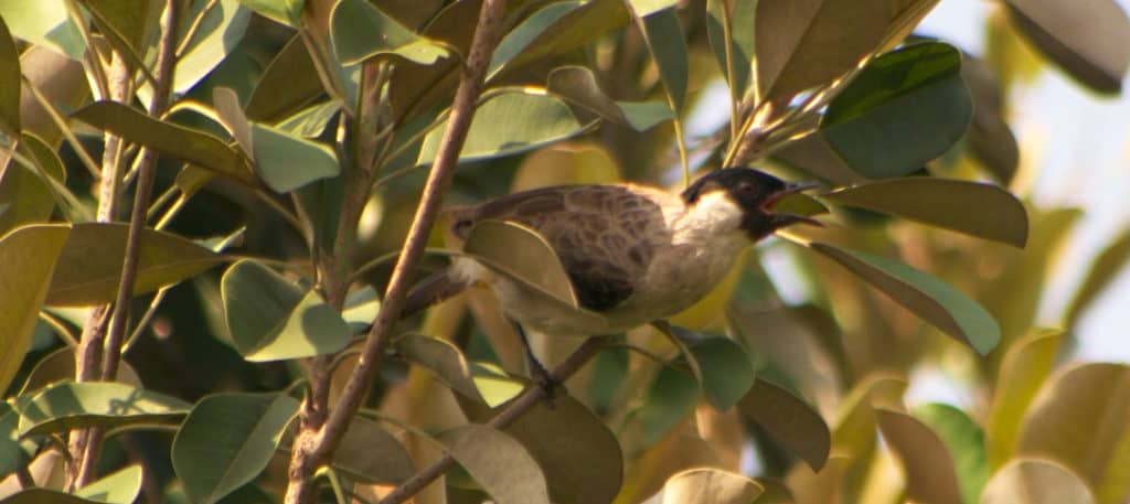 Machines are better listeners when it comes to biodiversity - The ...