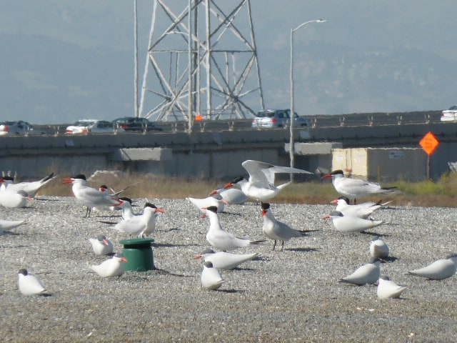 Speakers and decoys quickly attract Caspian tern colonies - The ...
