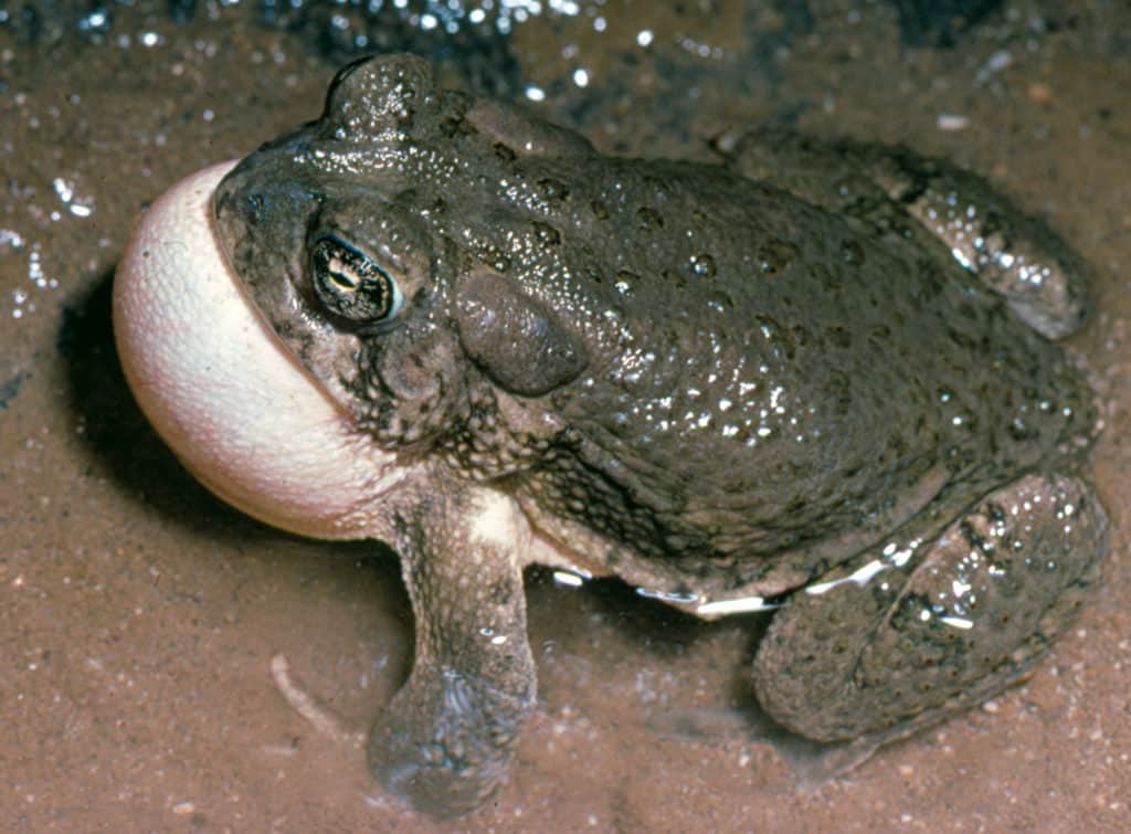 Arizona toads holding ground from generalist cousins - The Wildlife Society