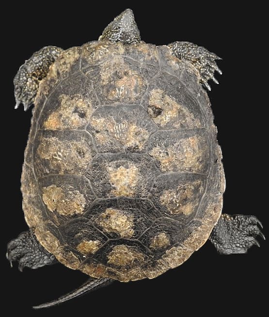 Researchers identify new shell-eating fungus in turtles - The Wildlife ...