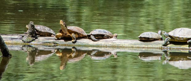 Invasive turtles impact western pond turtles | THE WILDLIFE SOCIETY