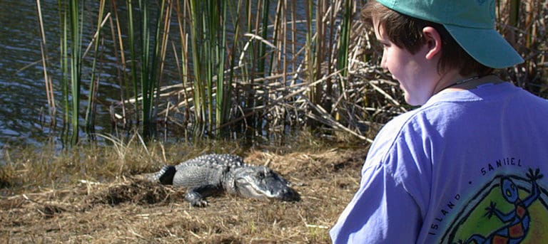 JWM: When gators attack! — And when they don’t - The Wildlife Society