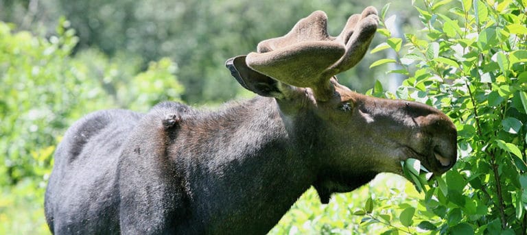 moose droppings Archives - The Wildlife Society