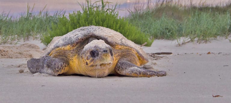 For sea turtles, climate change harms dwarf short-term gains - The ...