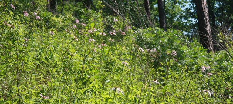 Armadillo likely damaged endangered flowers - The Wildlife Society