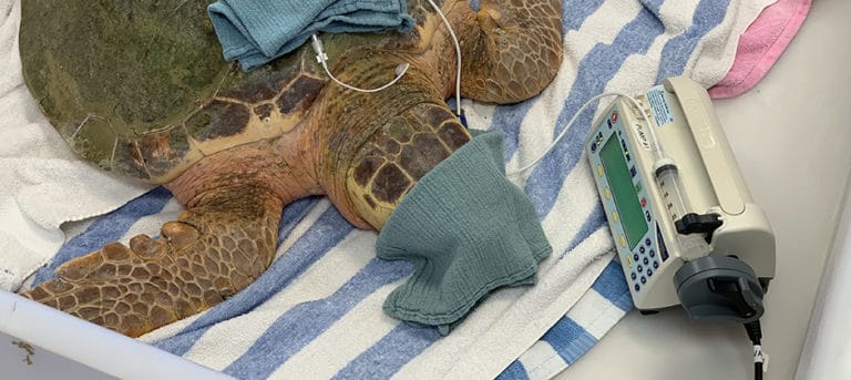 Drug overdose therapy cures poisoned sea turtles - The Wildlife Society